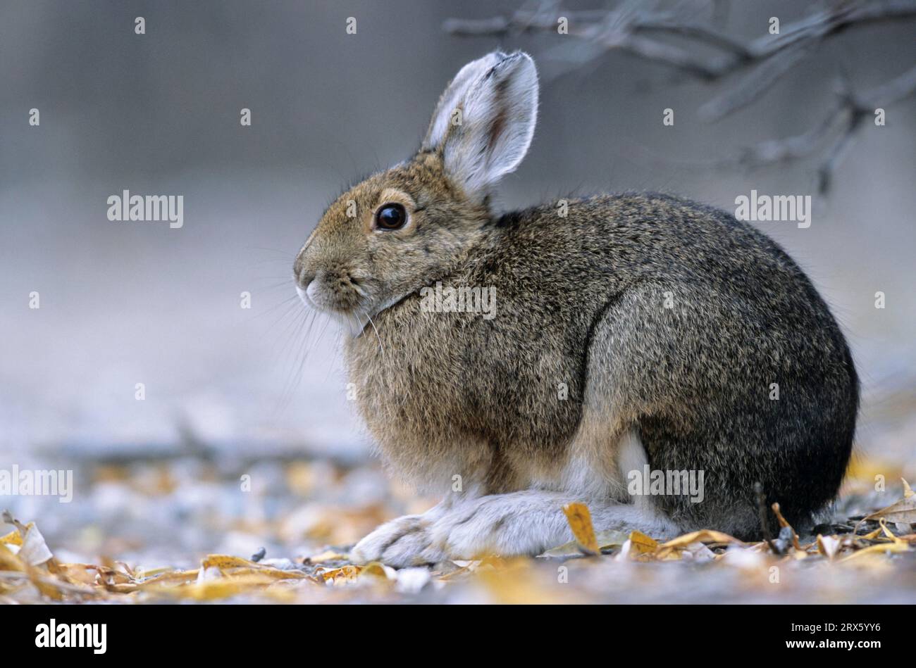 Snowshoe Hare (Lepus americanus) resting under a willow tree (Varying ...