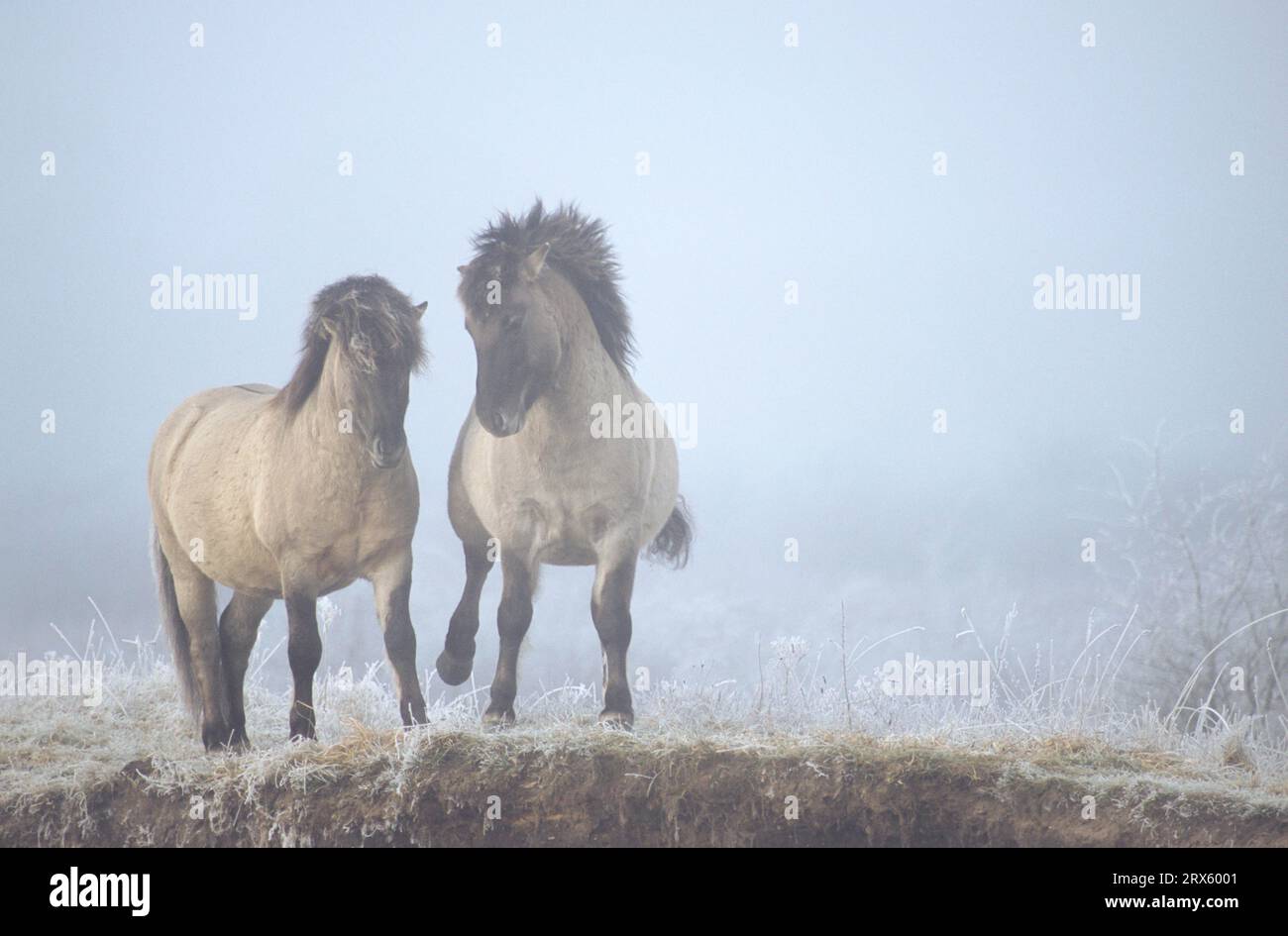 Konik, Stallions wrangling for hierarchy (Tarpan-breeding back), Heck ...