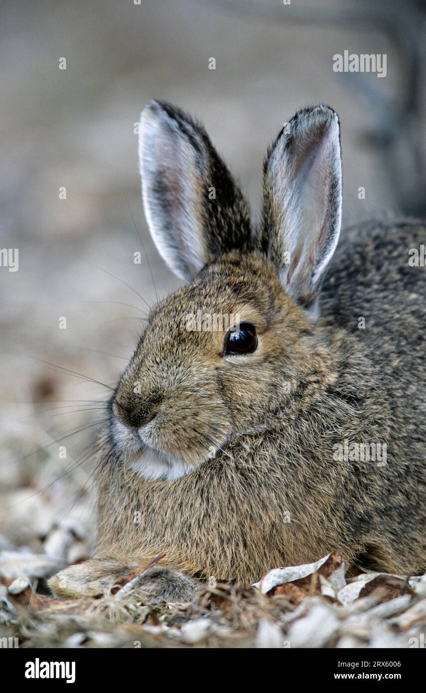 Snowshoe Hare (Lepus americanus) resting under a willow tree (Varying ...
