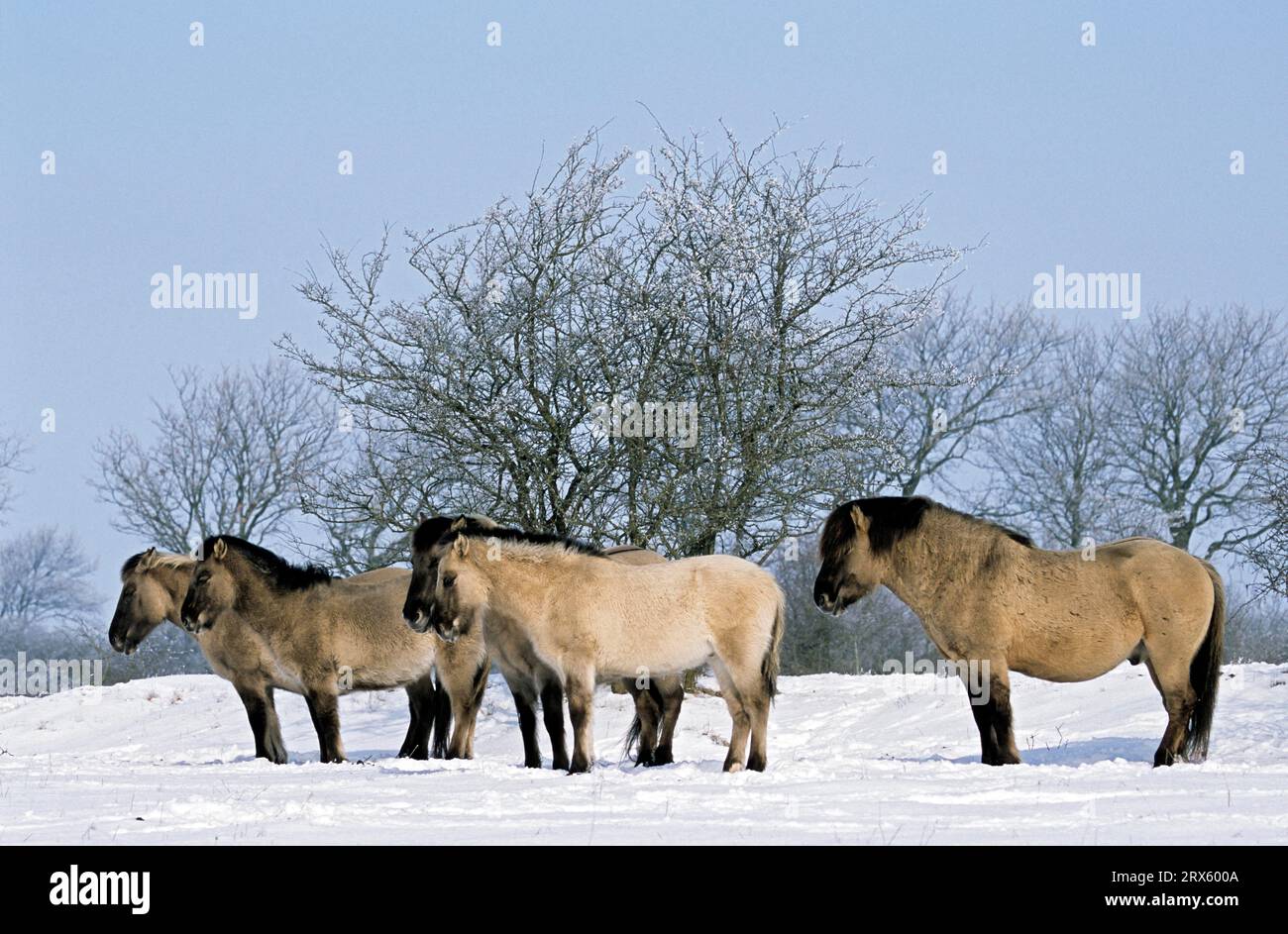 Konik, stallion, mares and foals enjoying the winter sun (Tarpan ...