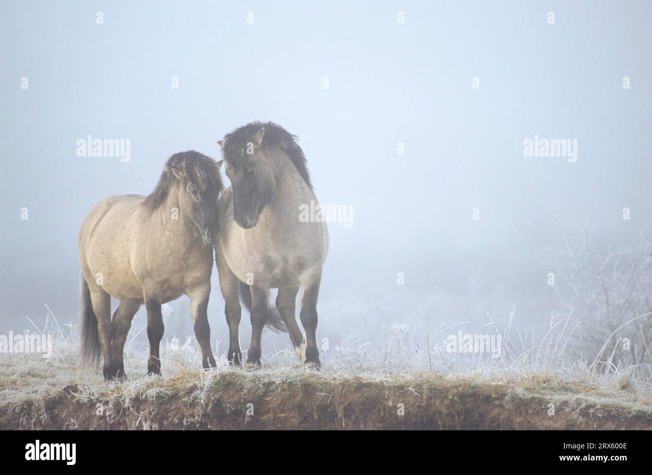 Konik, Stallions wrangling for hierarchy (Tarpan-breeding back), Heck ...