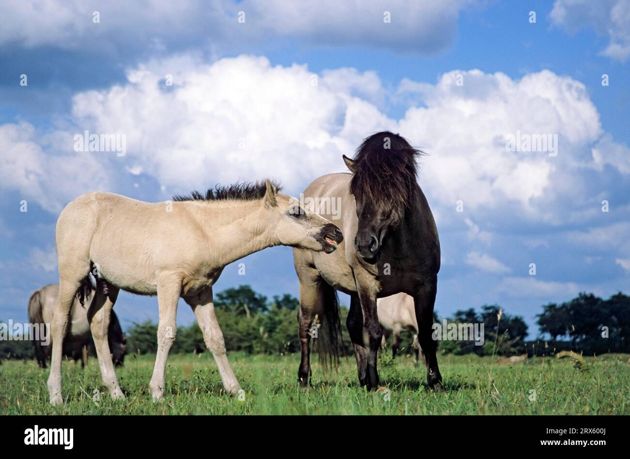 Konik, Meeting between colt and stallion (Forest Tarpan-breeding back ...