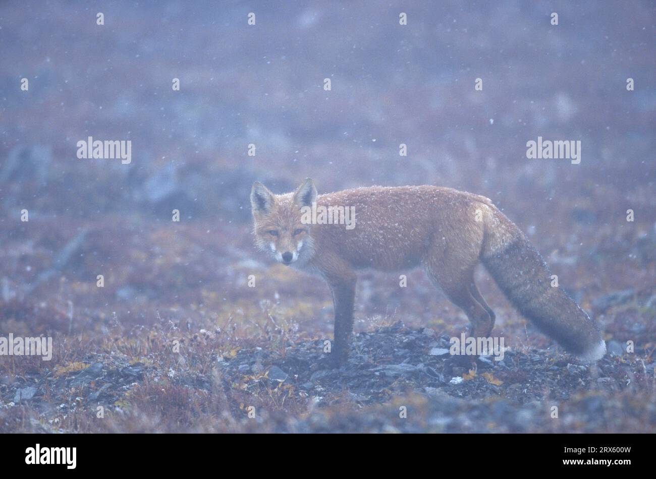 Red Fox in snowfall searching for food on the Primrose Ridge (European ...