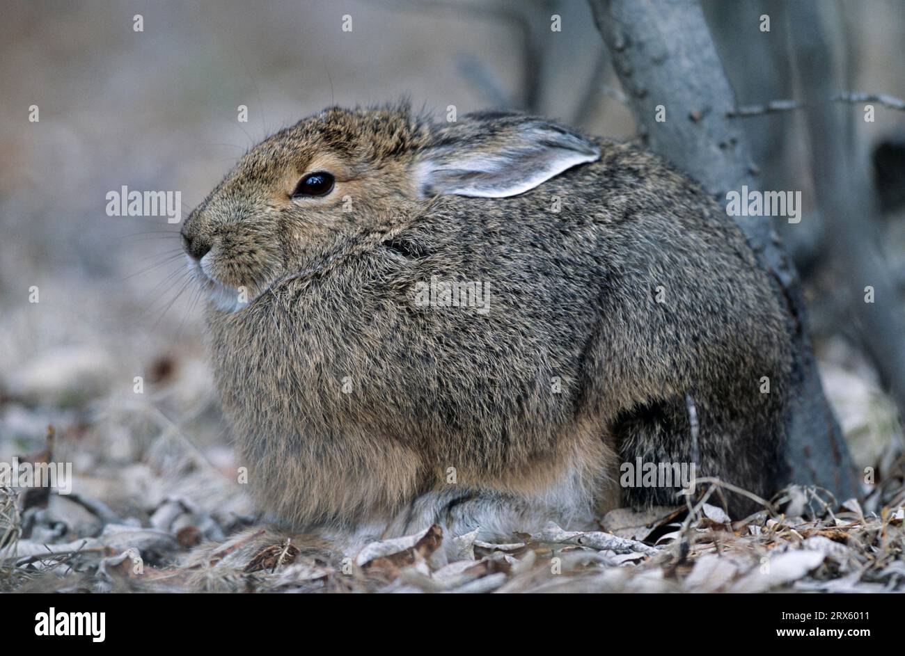 Snowshoe Hare (Lepus americanus) resting under a willow tree (Varying ...