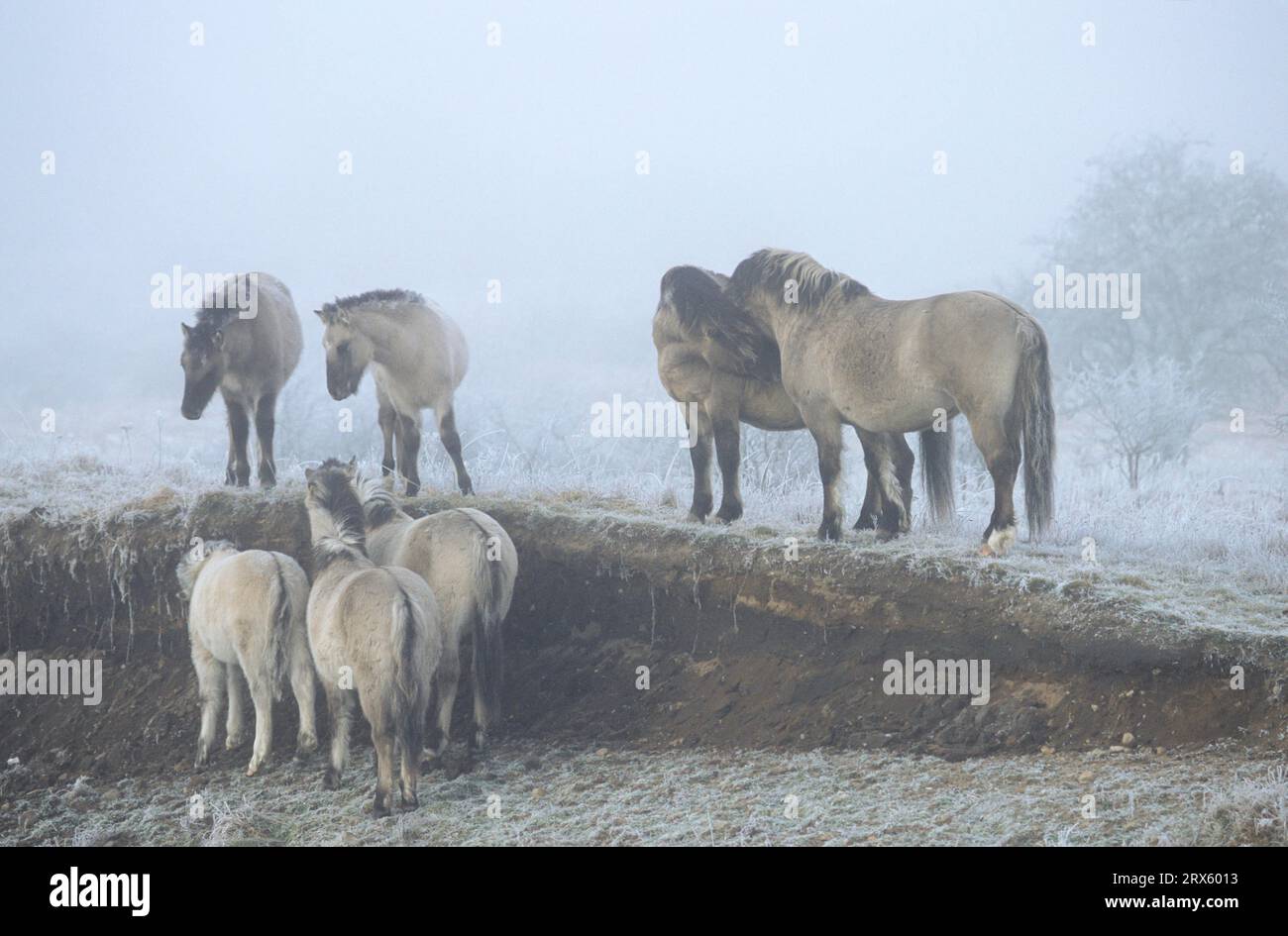 Konik, Stallions and foals in a hoarfrost scenery (Tarpan-breeding back ...