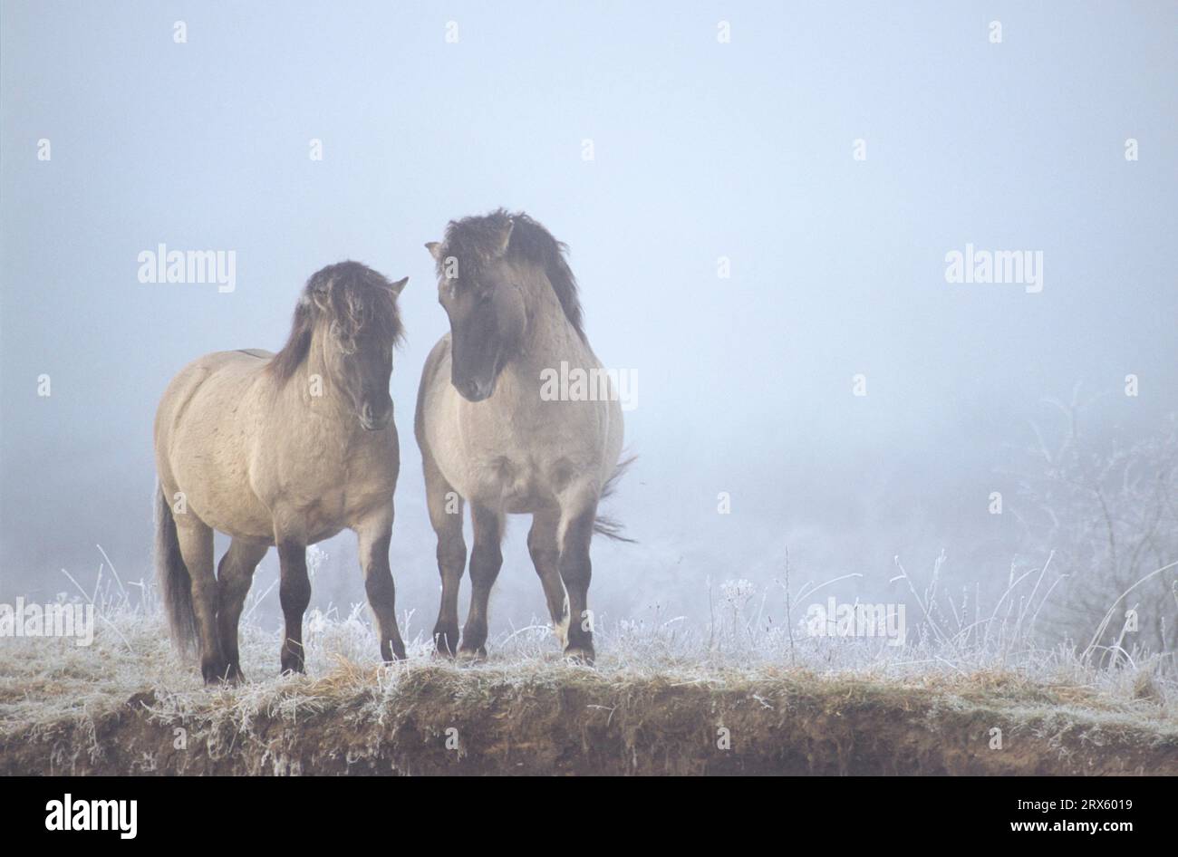 Konik, Stallions wrangling for hierarchy (Tarpan-breeding back), Heck ...