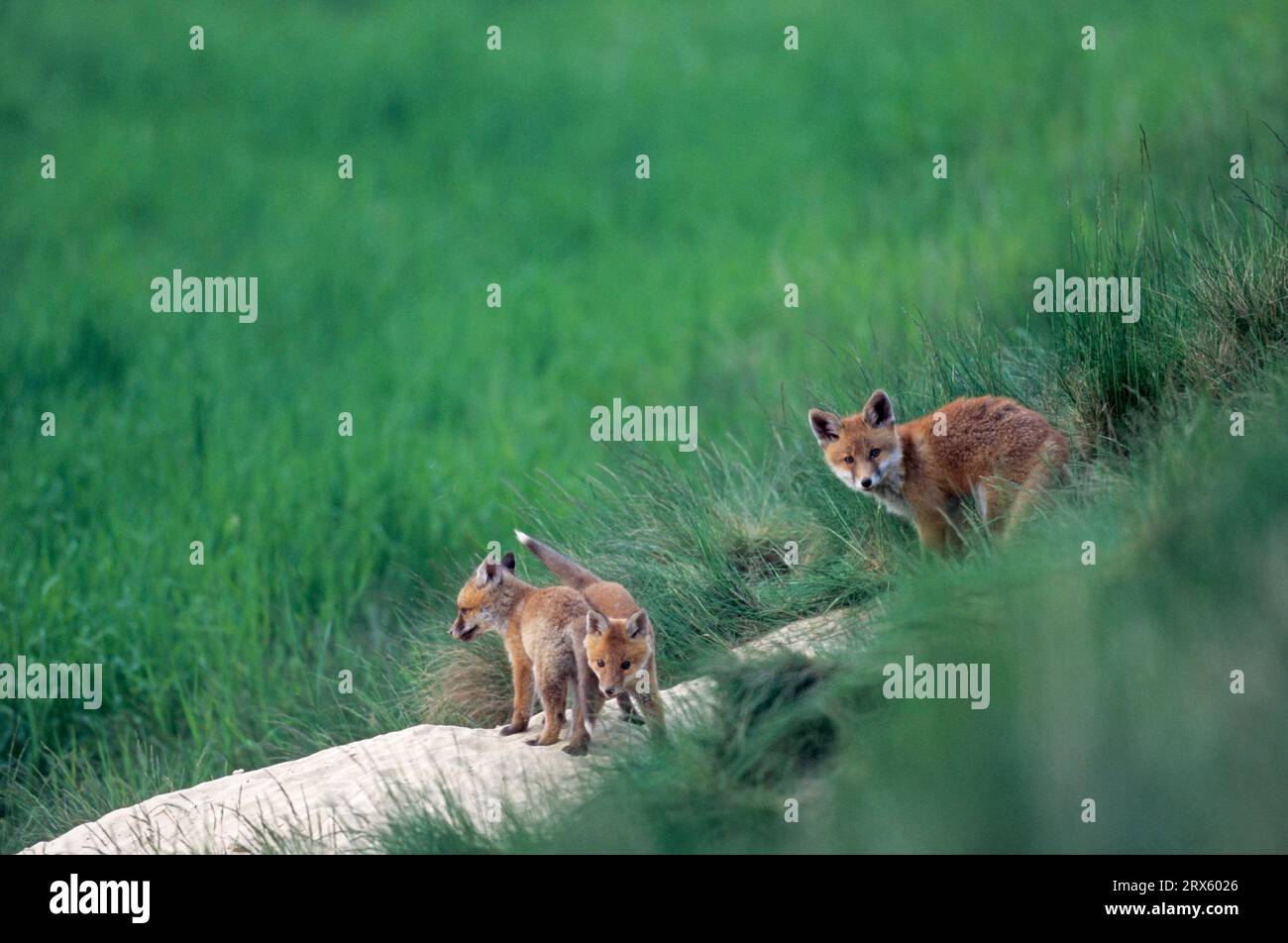 Baby foxes playing hi-res stock photography and images - Alamy