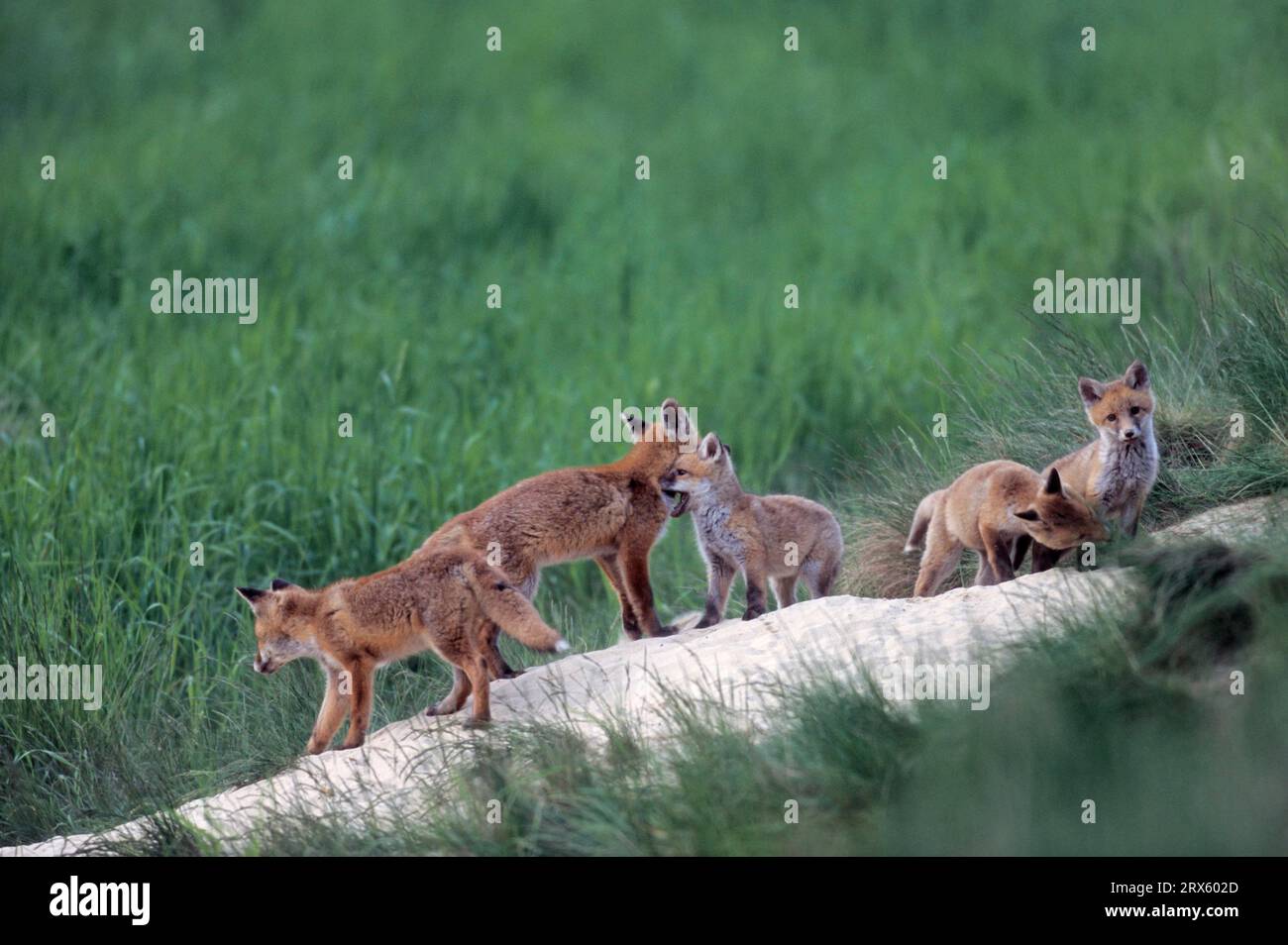Foxs den hi-res stock photography and images - Alamy