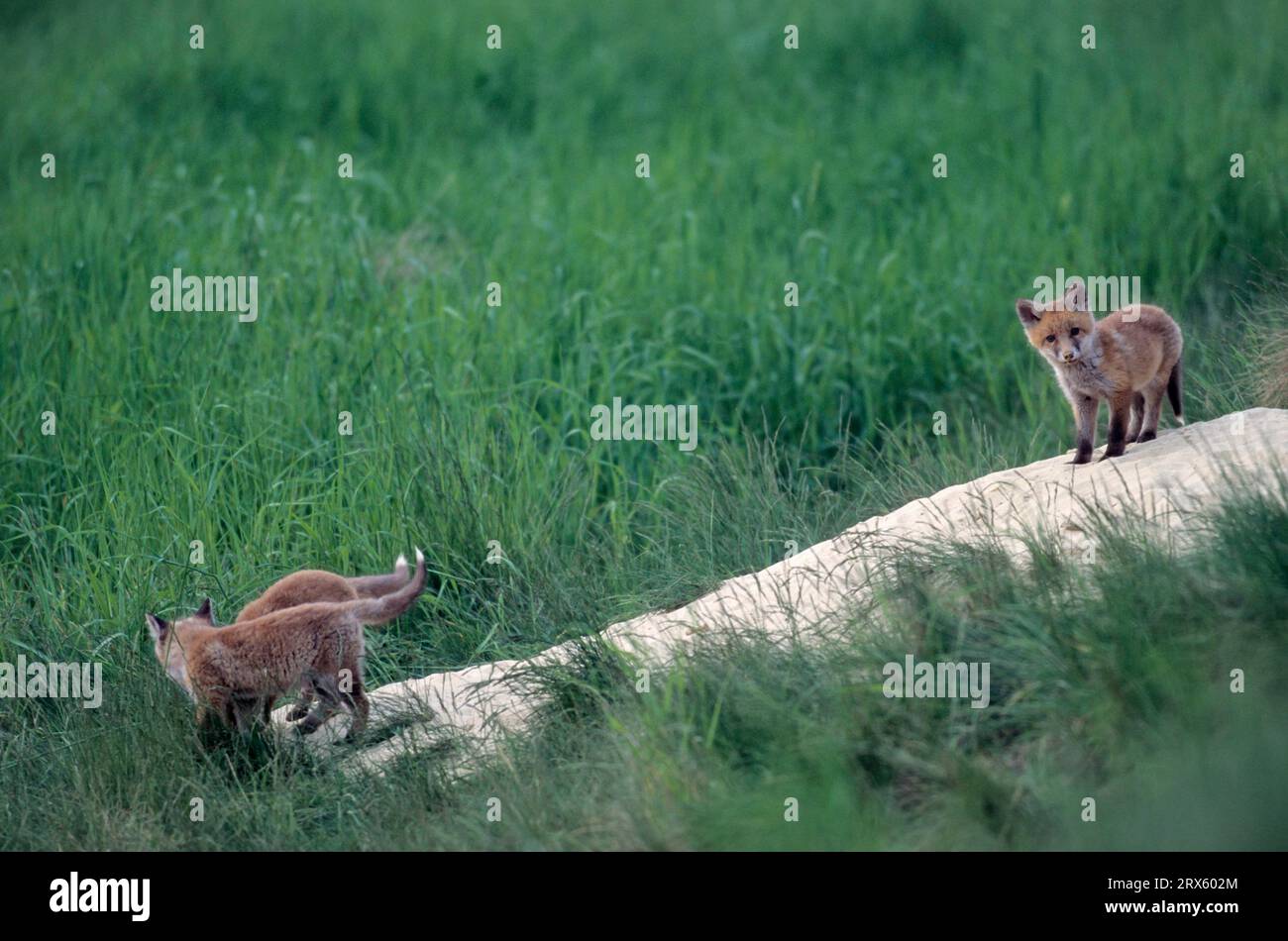 Young foxes playing in front of the foxs burrow (red fox (Vulpes vulpes ...