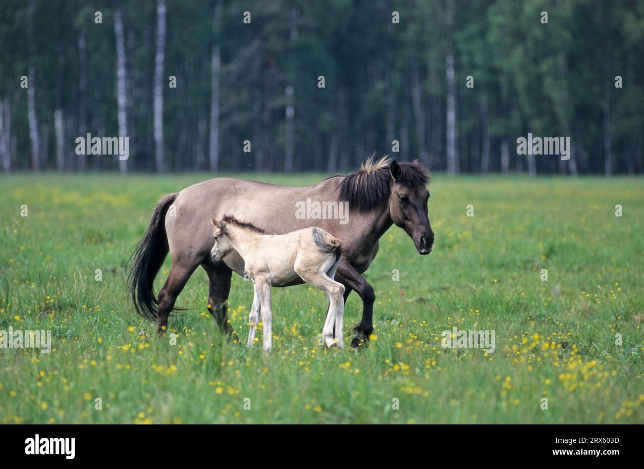Konik, Mare with foal in a meadow with Buttercup (Tarpan-breeding back ...