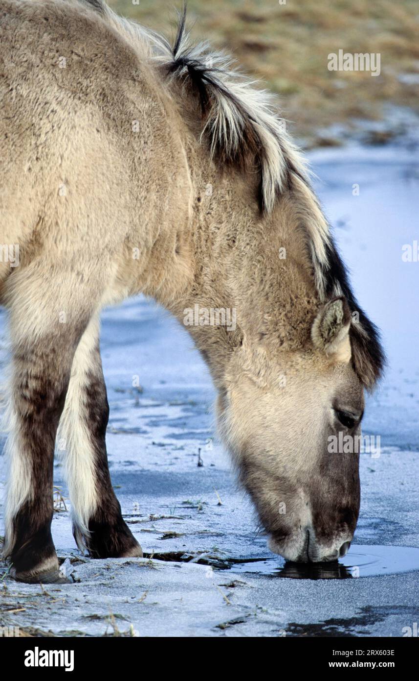 Konik, Stallion colt drinking water in a stream (Forest Tarpan-breeding ...