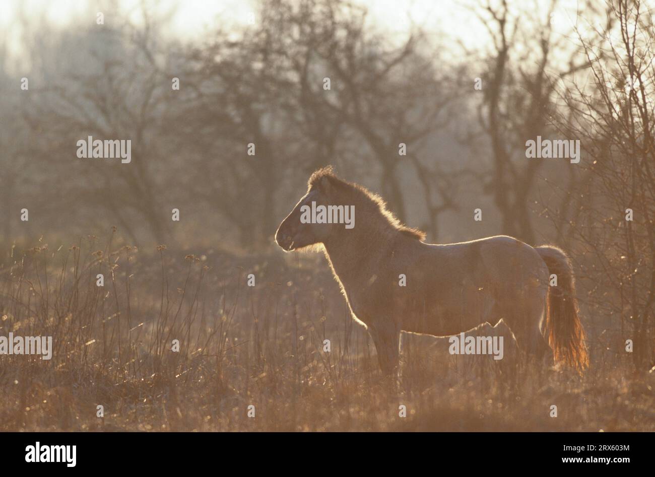 Konik, Stallion in backlight observing alertly his herd (Waldtarpan ...