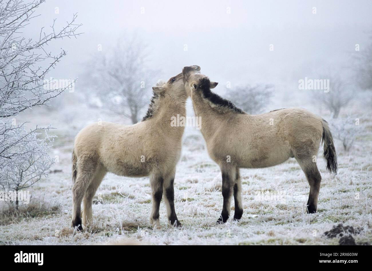 Konik, Foals grooming each other (Forest Tarpan-breeding back), Heck ...