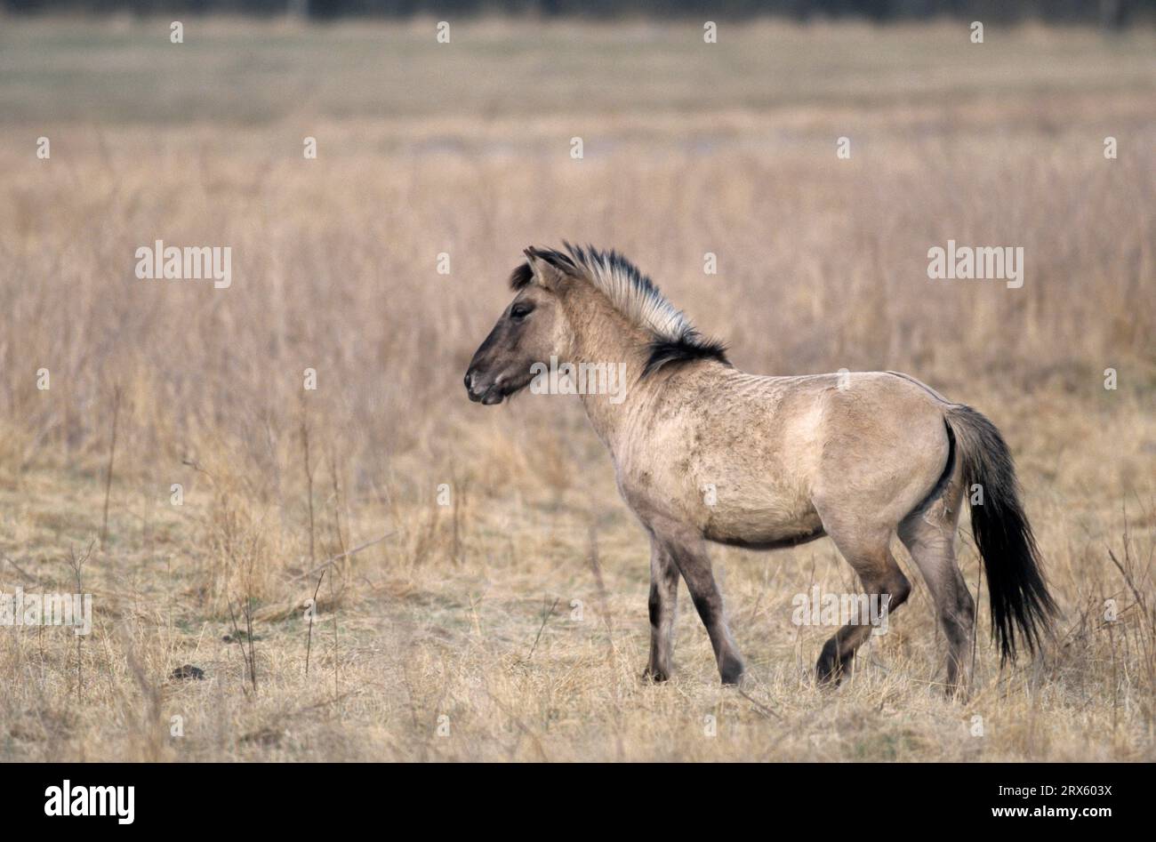 Konik cross hi-res stock photography and images - Alamy