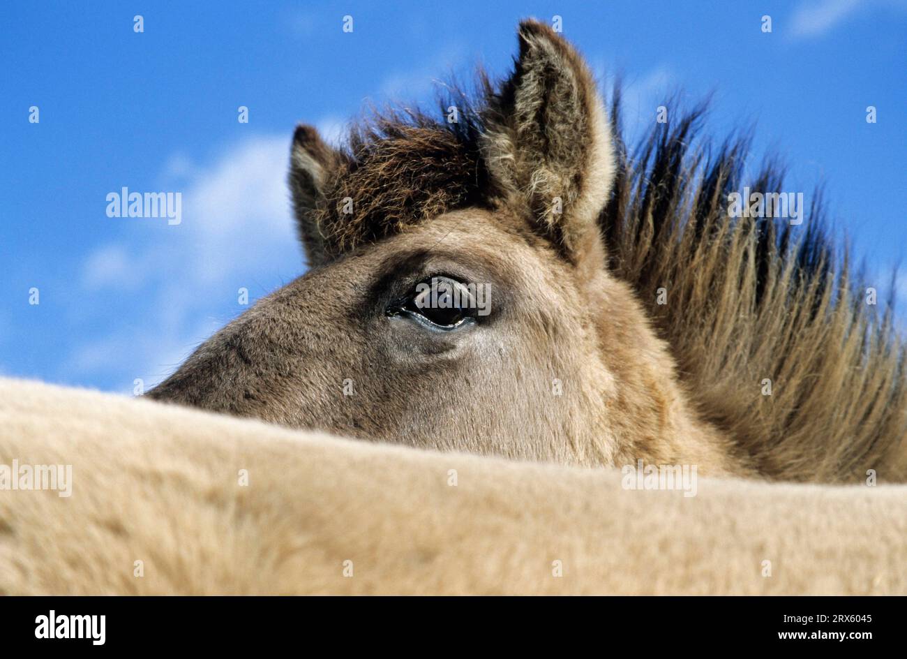 Konik, stallion portrait against the blue sky (forest tarpan-breeding ...