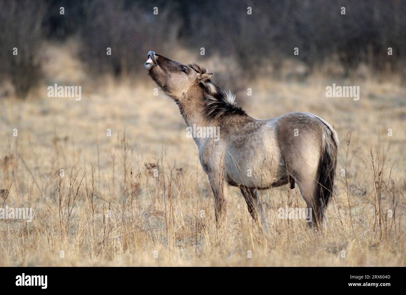 Hengst pony hi-res stock photography and images - Alamy