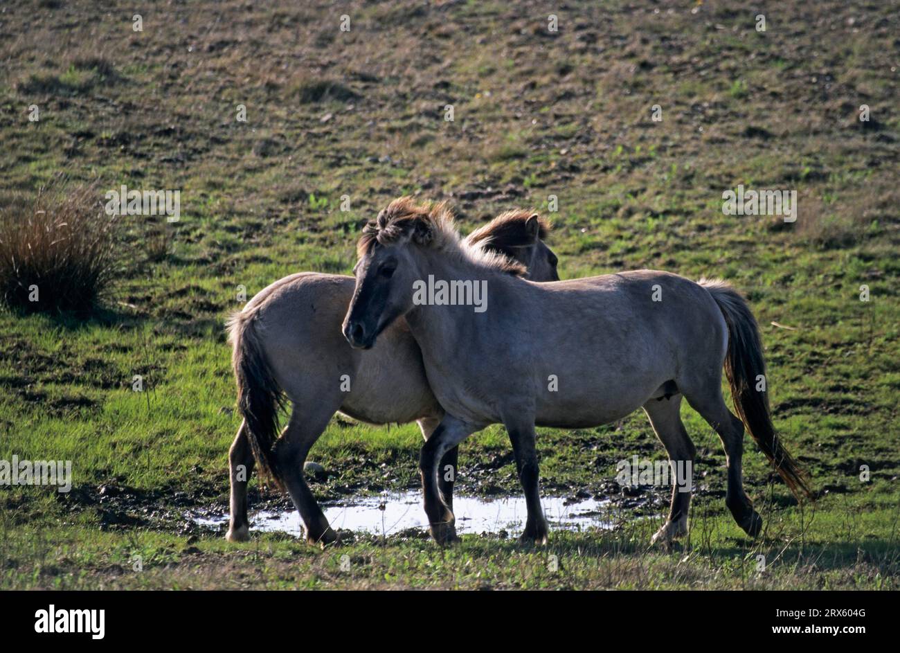 Konik, Mares wrangling for hierarchy (Forest Tarpan-breeding back ...
