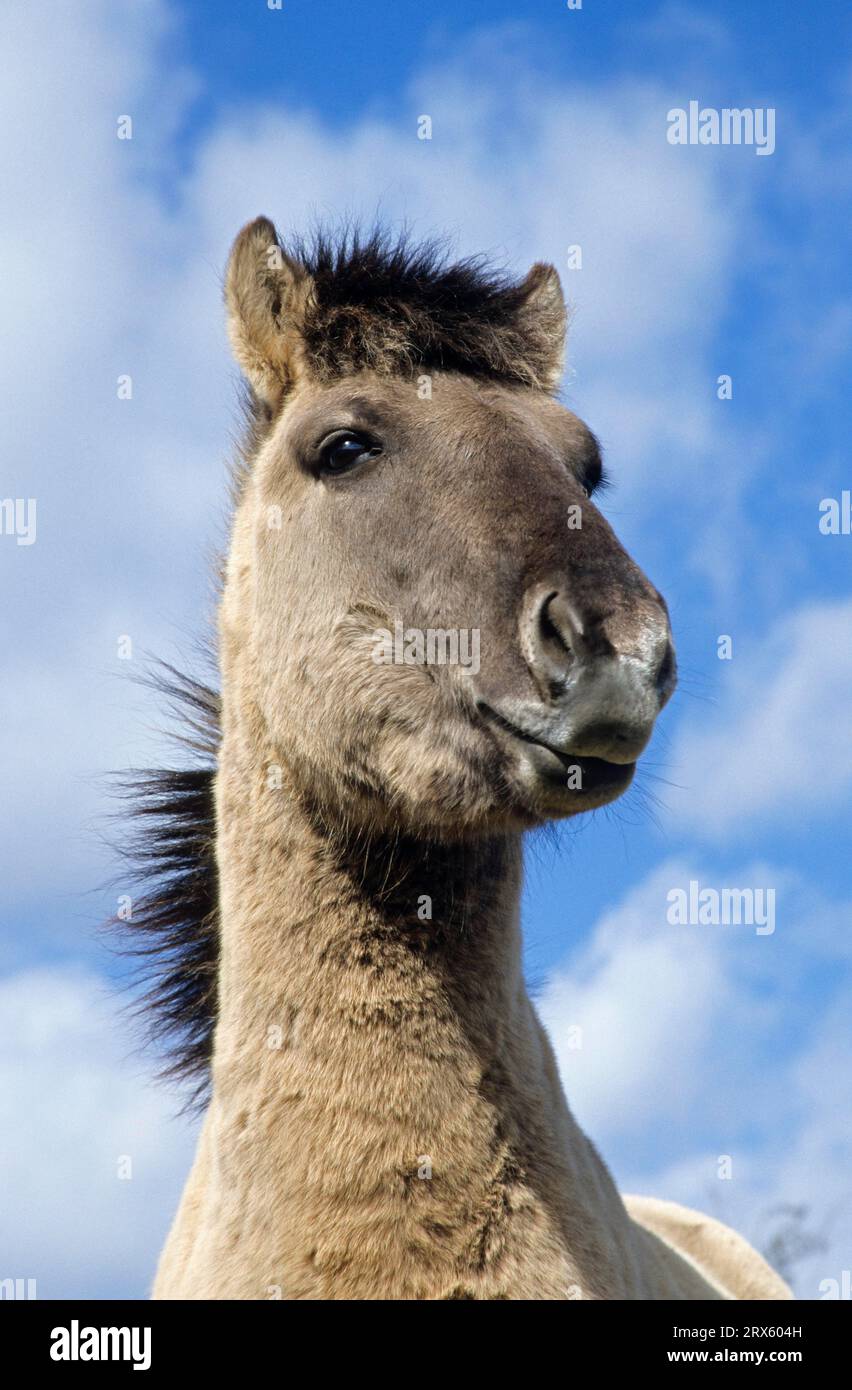 Konik, stallion portrait against the blue sky (forest tarpan-breeding ...