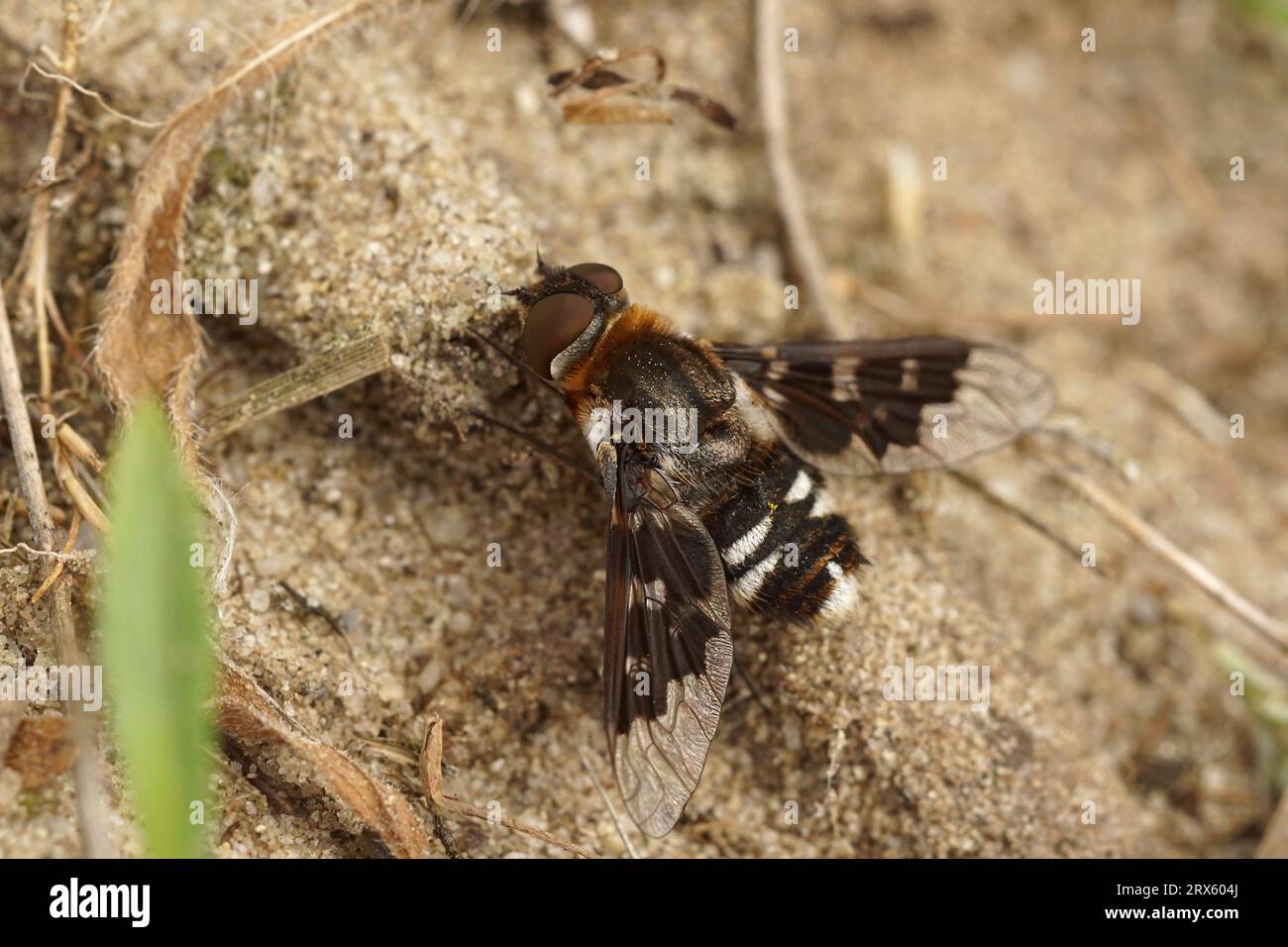 Natural closeup on a rare and colorful bee-fly, Thyridanthrax ...
