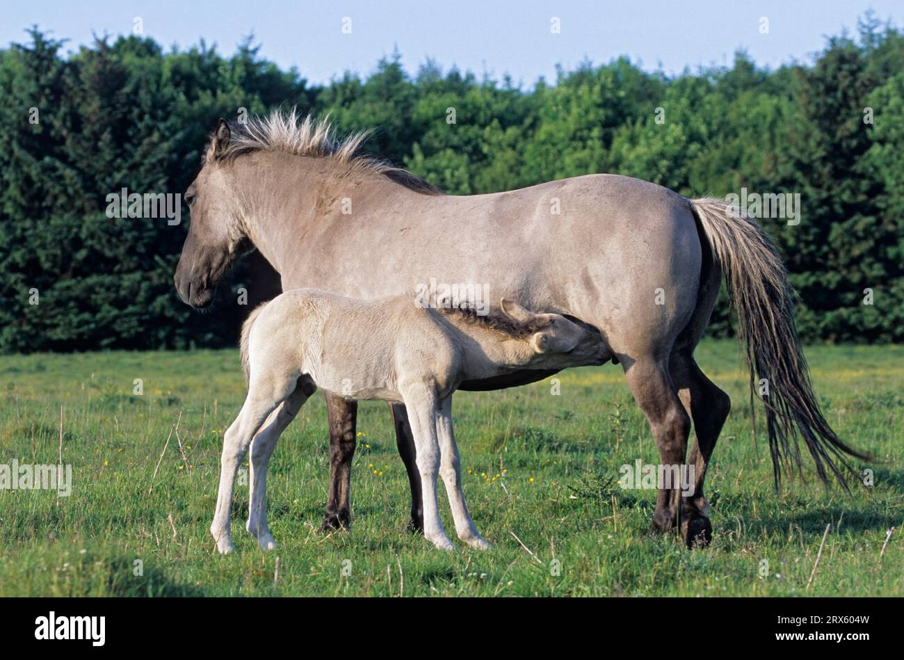 Conic, Mare suckling colt in a meadow (Forest Tarpan-breeding back ...
