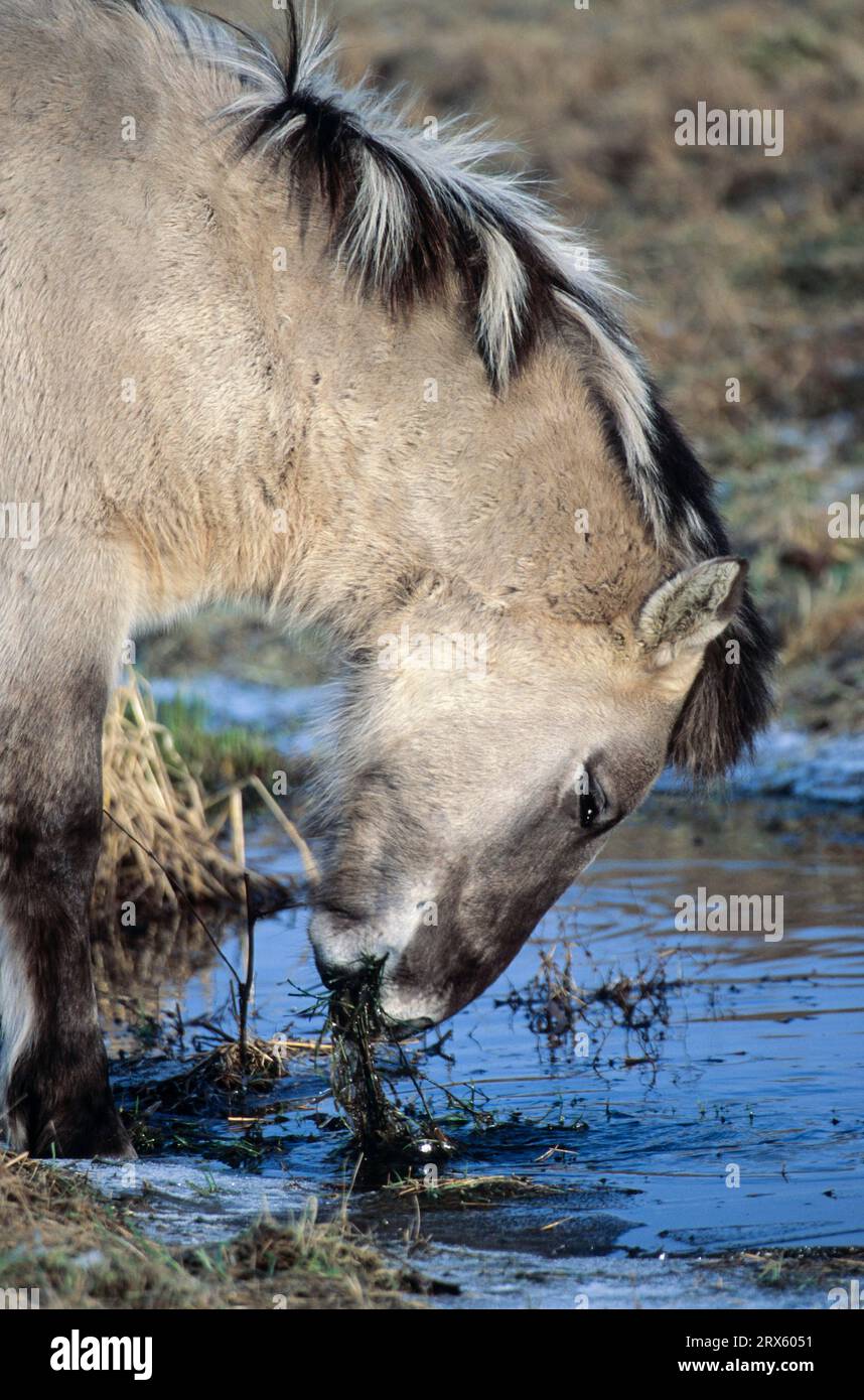 Konik, Stallion colt feeding aquatic plants in a stream (Tarpan ...