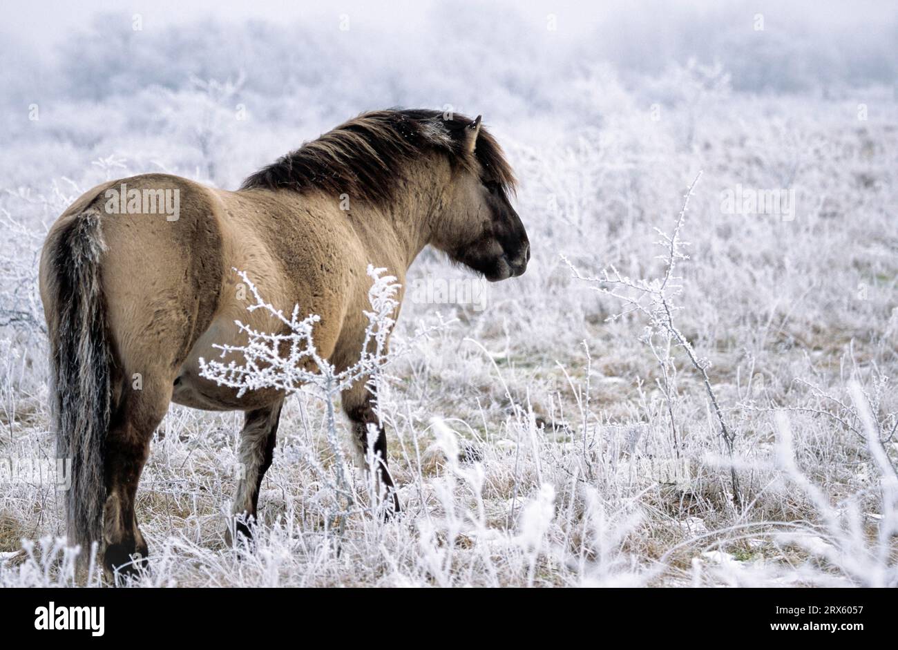 Konik, Stallion standing alert in a hoar frost scenery (Tarpan-breeding ...