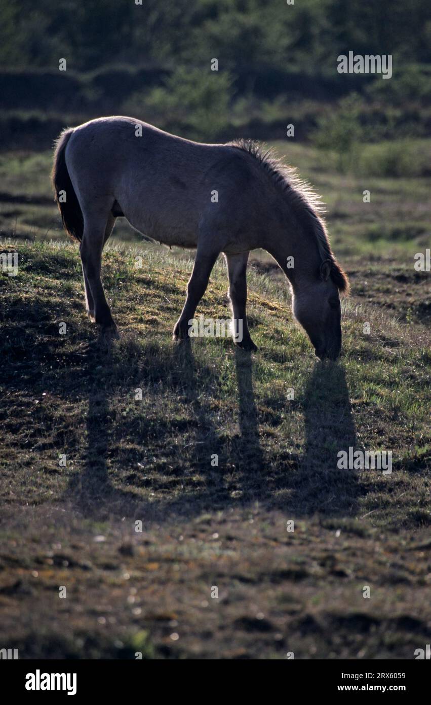Konik, Stallion grazing on a neglected grassland area in backlight ...