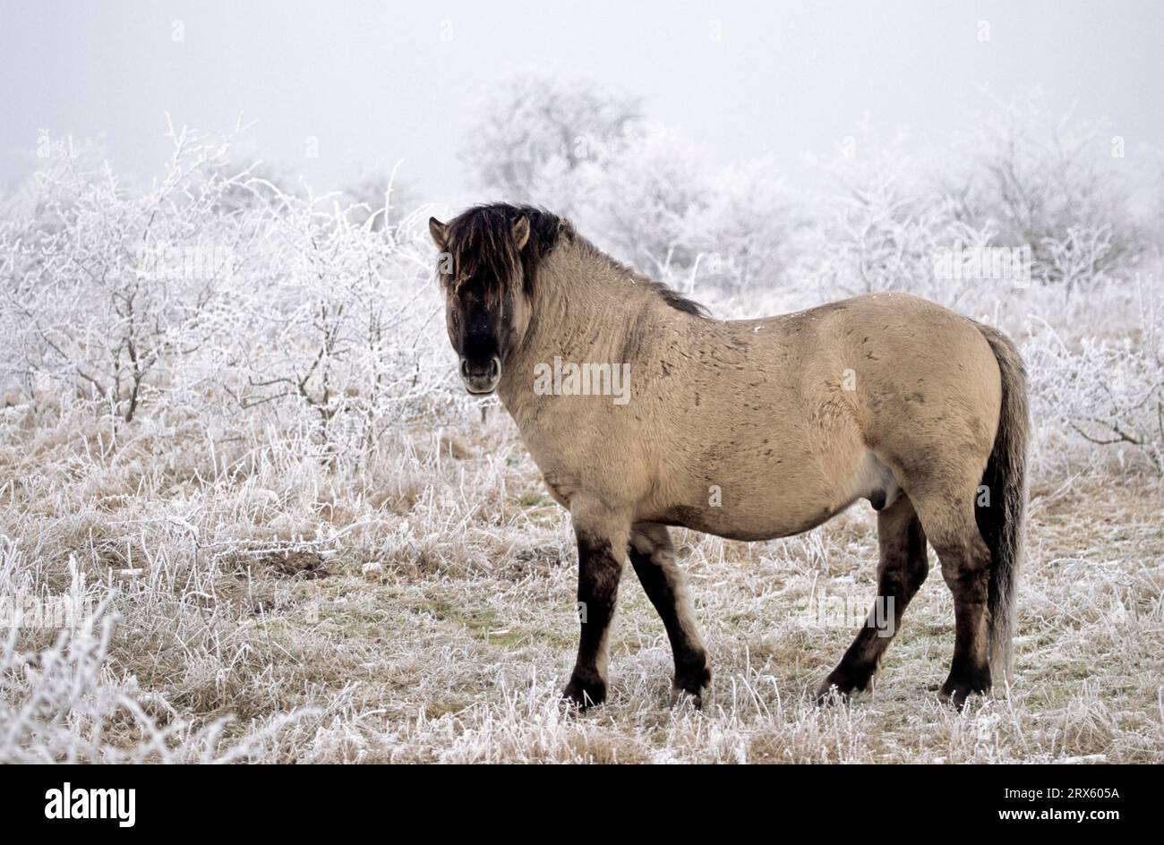 Konik, Stallion standing alert in a hoar frost scenery (Tarpan-breeding ...