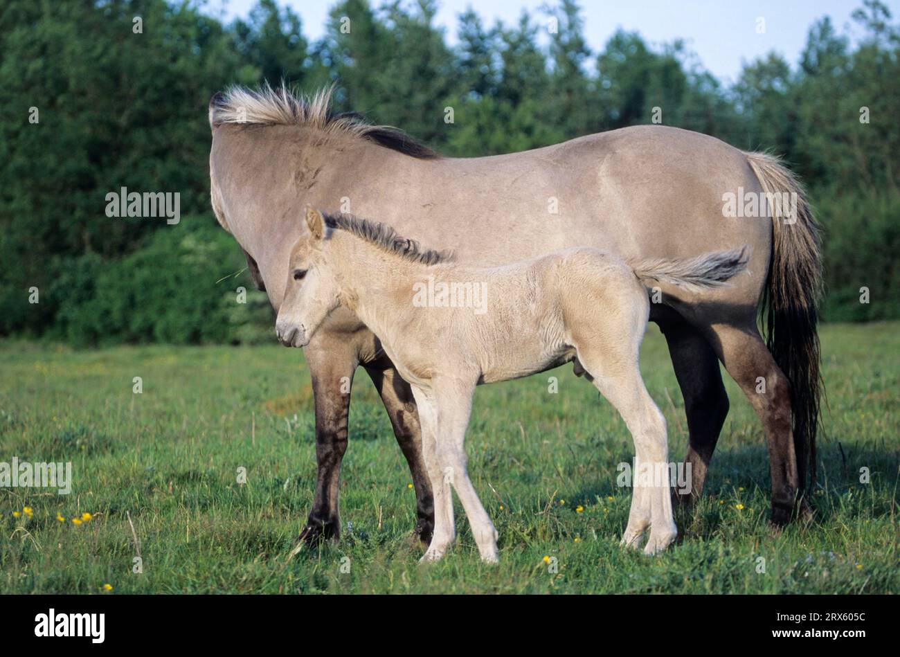 Konik, colt standing next to the mare (Forest Tarpan-breeding back ...