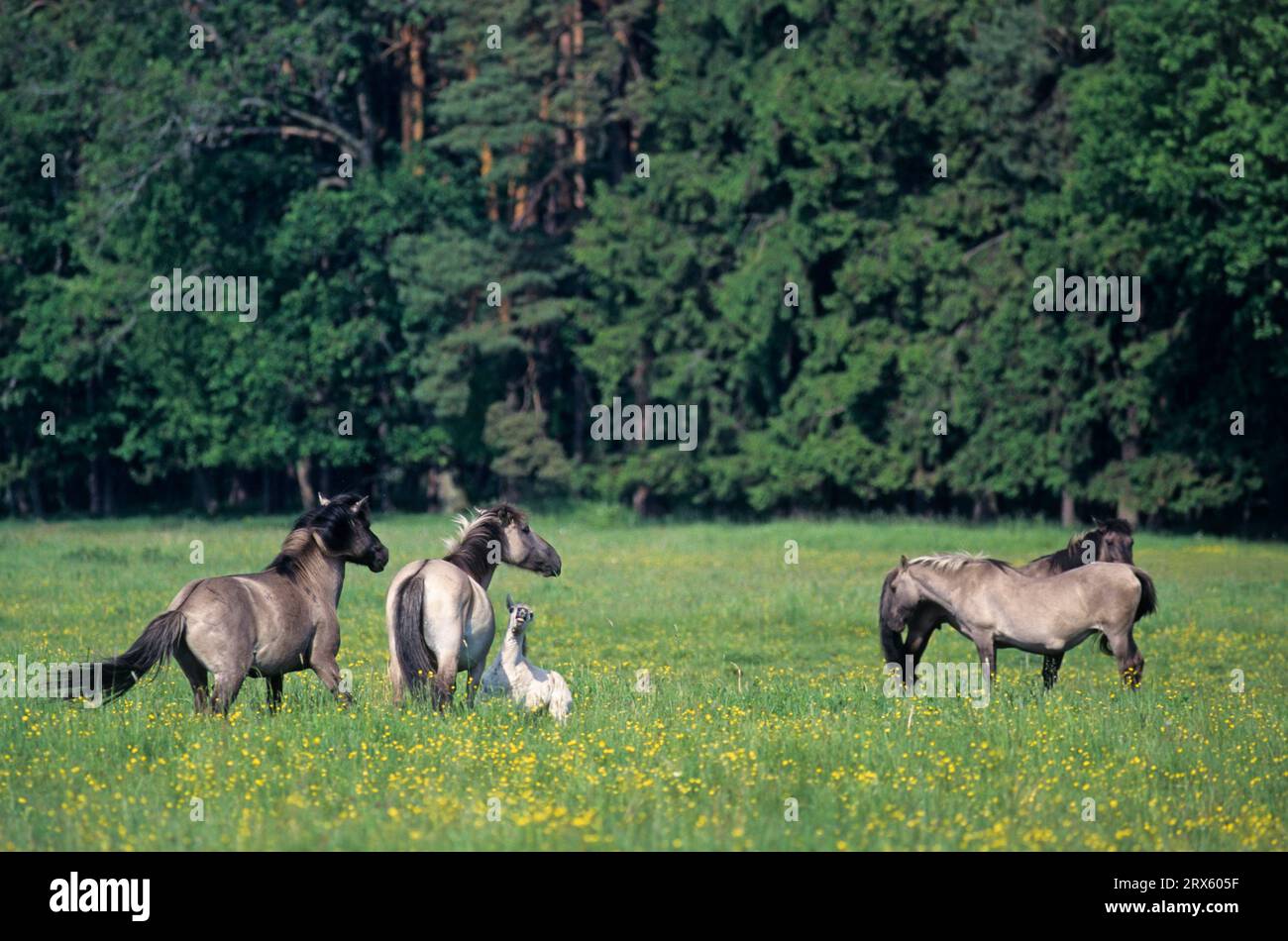 Konik, Stallion attacks mare and tests willingness to mate (Tarpan ...