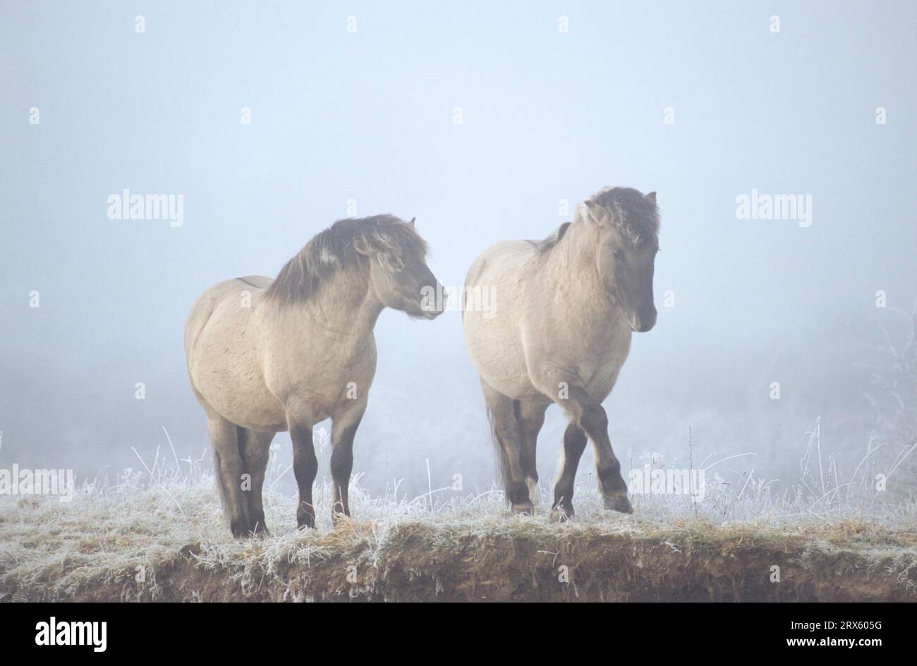 Konik, Stallions wrangling for hierarchy (Tarpan-breeding back), Heck ...