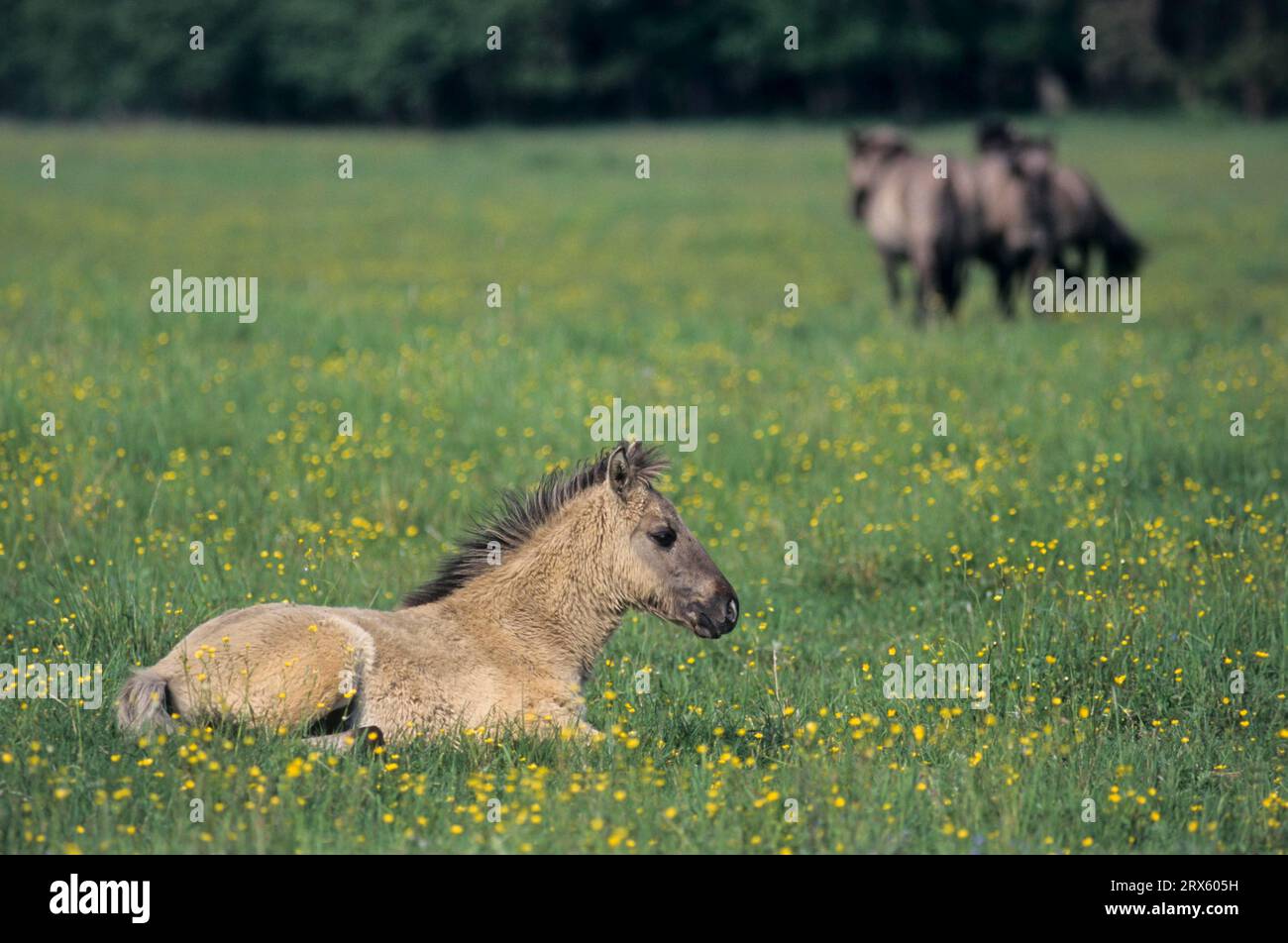 Horse back in the forest hi-res stock photography and images - Alamy