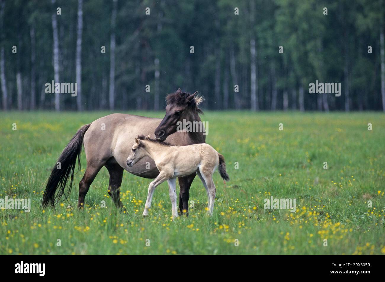 Konik, Mare with foal in a meadow with Buttercup (Tarpan-breeding back ...