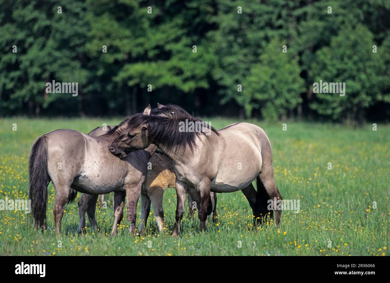 Nurse mares hi-res stock photography and images - Alamy