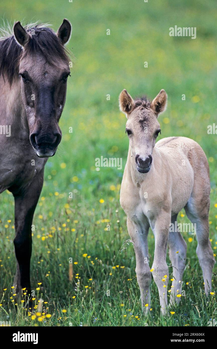 Konik, Mare with foal in a meadow with Buttercup (Tarpan-breeding back ...