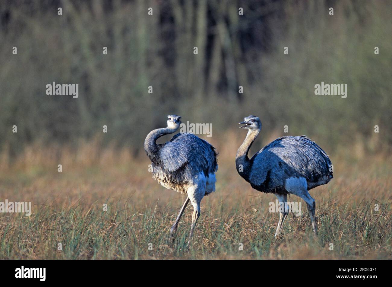 Conspecific aggression hi-res stock photography and images - Alamy