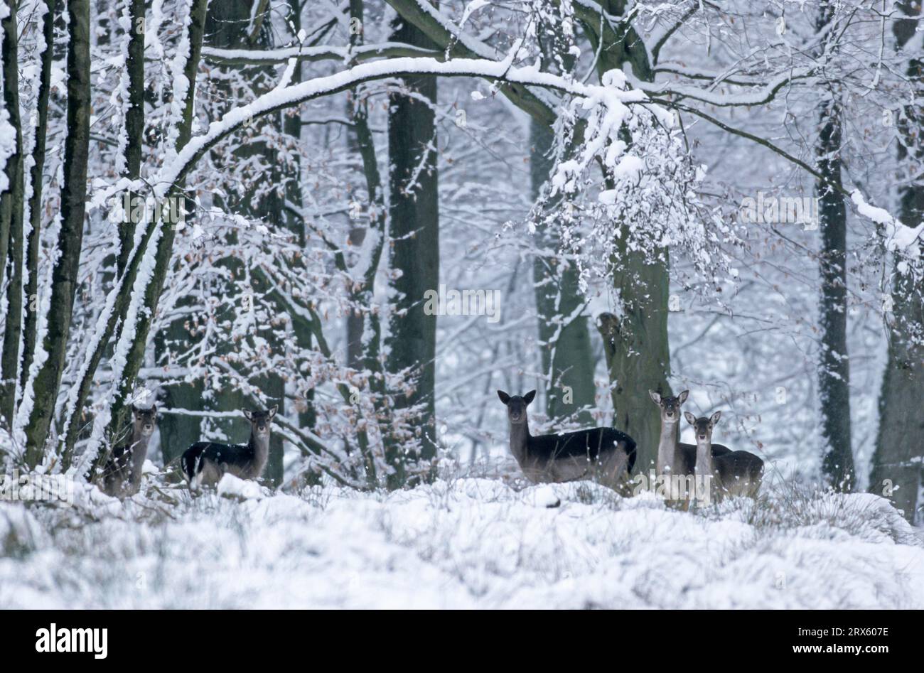 Fallow deer (Cervus dama), Fallow Deer hinds and calves in winter Stock ...