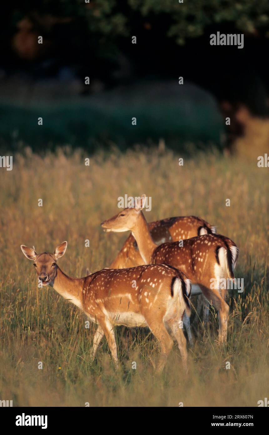 Fallow Deer (Cervus dama), Fallow Deer hinds in evening light Stock ...