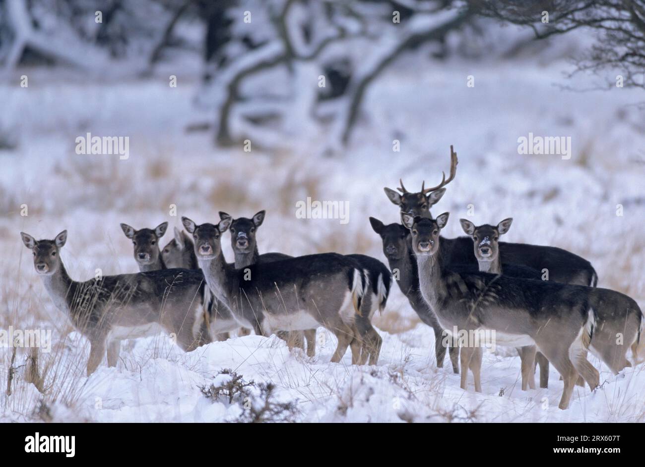 Group young fallow deer hi-res stock photography and images - Alamy