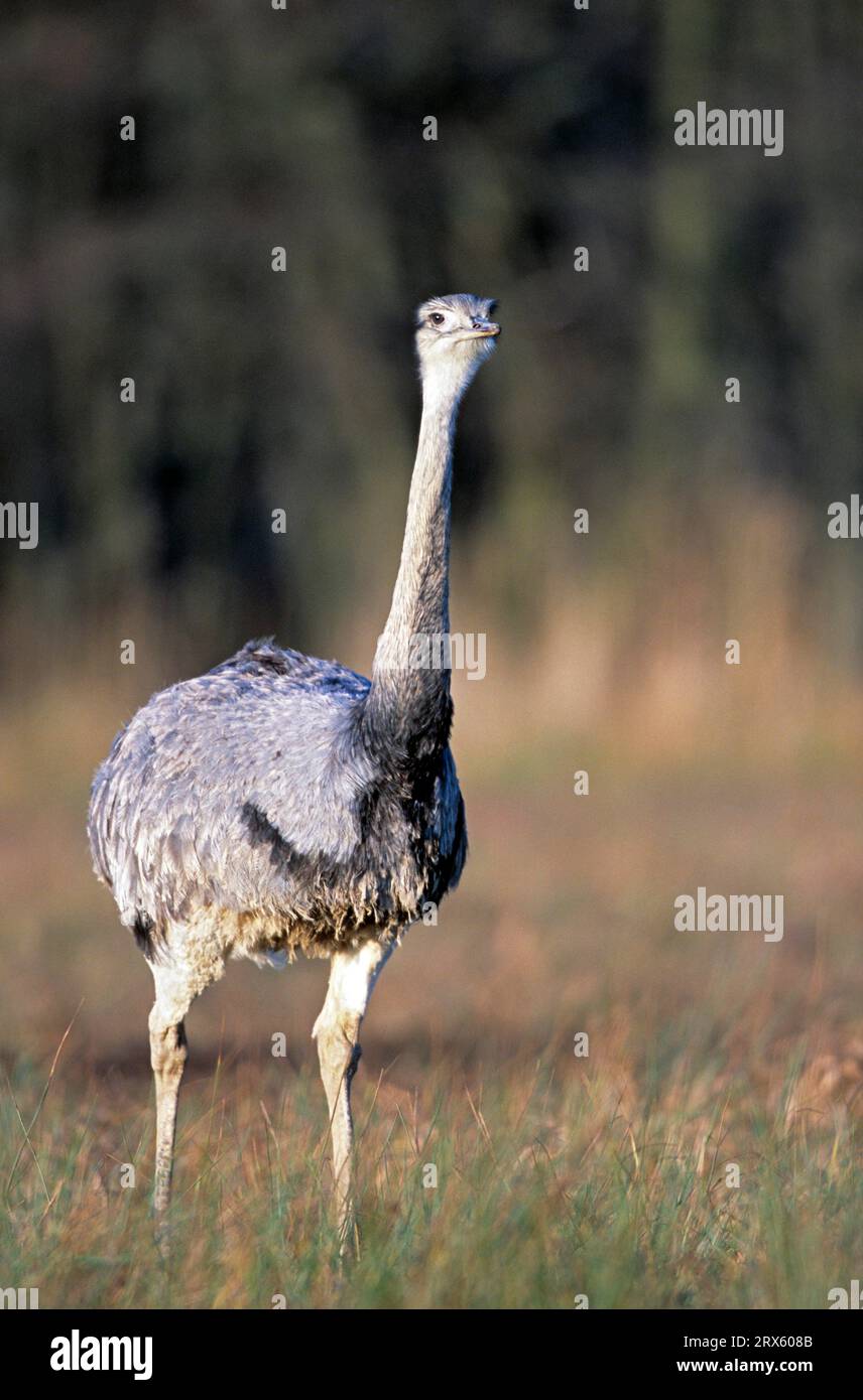 Nandu watching the photographer (greater rhea (Rhea americana Stock ...