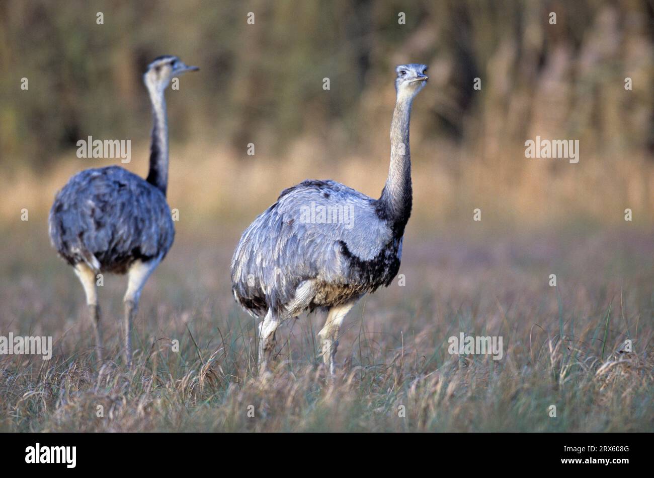 Nandu attentively watching the photographer (greater rhea (Rhea ...