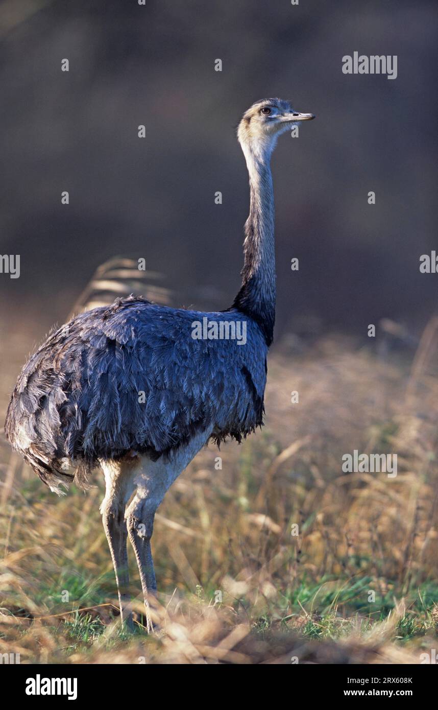 Nandu observing alertly a conspecific (greater rhea (Rhea americana ...