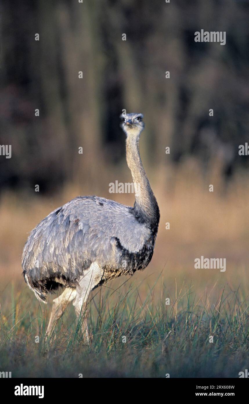 Nandu watching the photographer (greater rhea (Rhea americana Stock ...