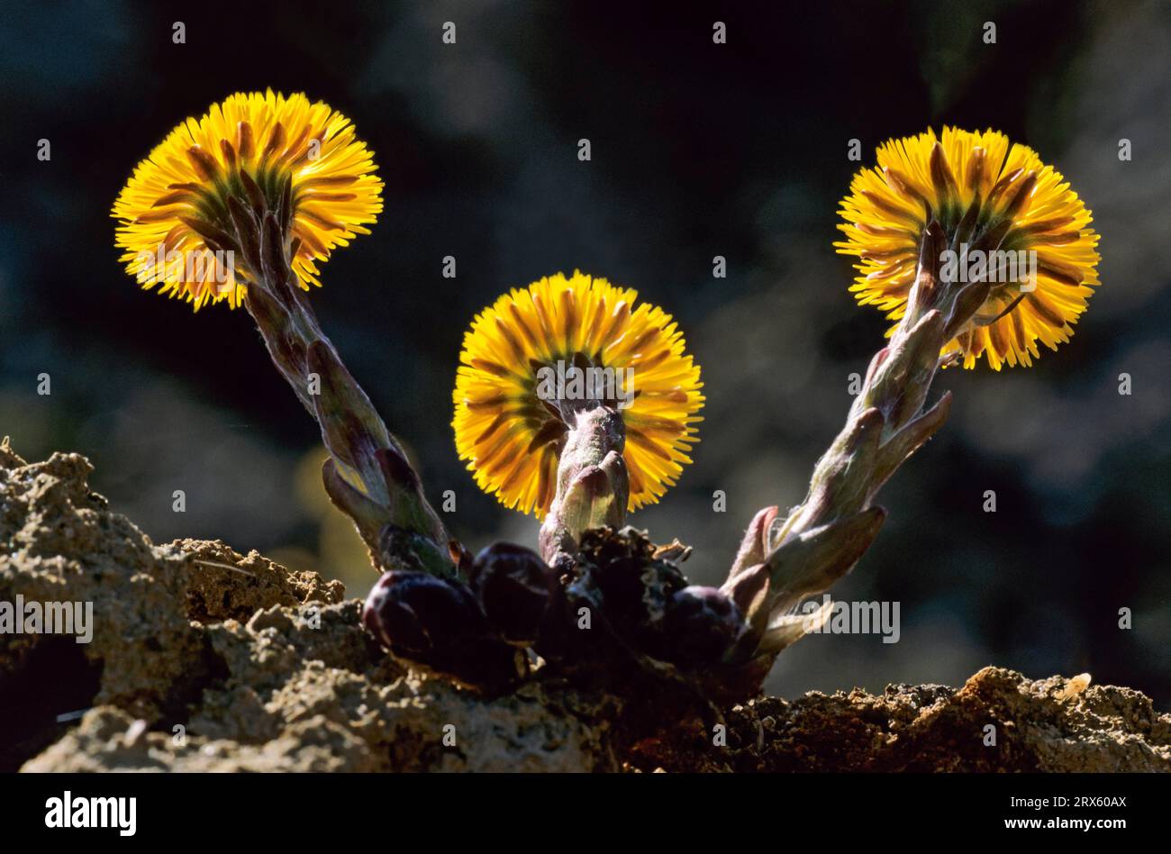 Coltsfoot (Tussilago farfara) is considered an important medicinal ...