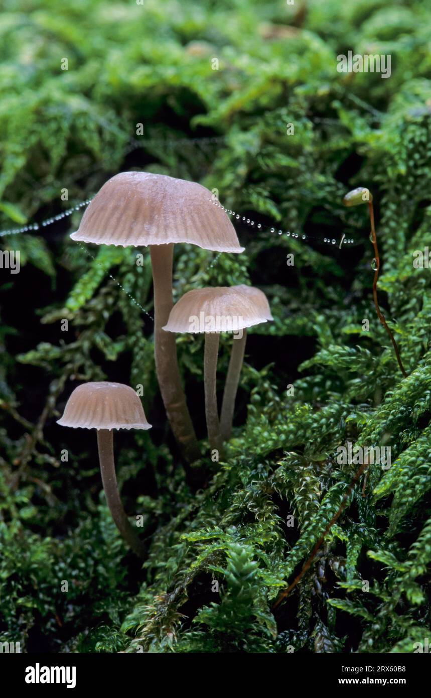 Grey-brown meadow helmetling (Mycena) likes to grow between mosses and ...