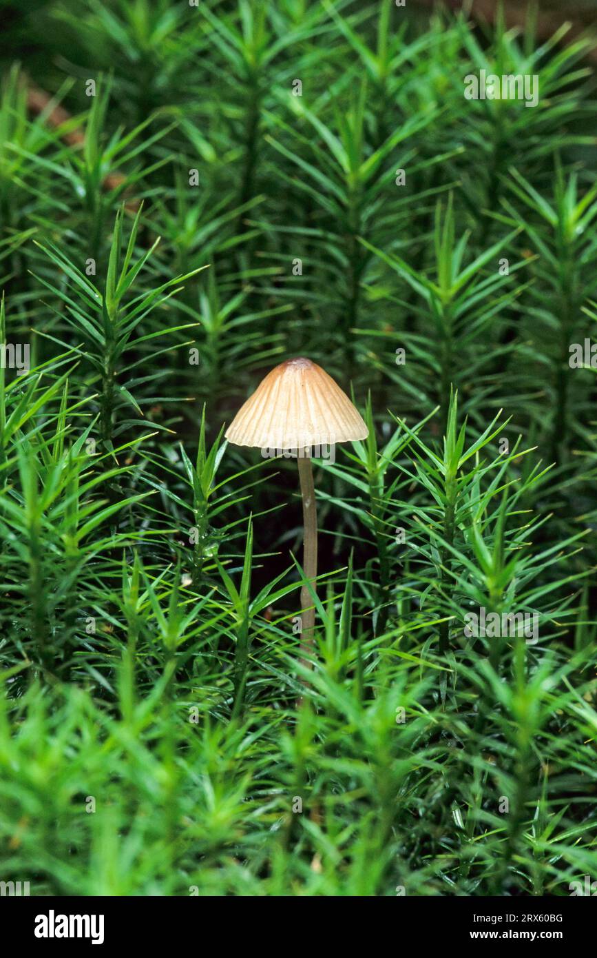 Milking bonnet (Mycena galopus) secretes milky whitely juice when ...