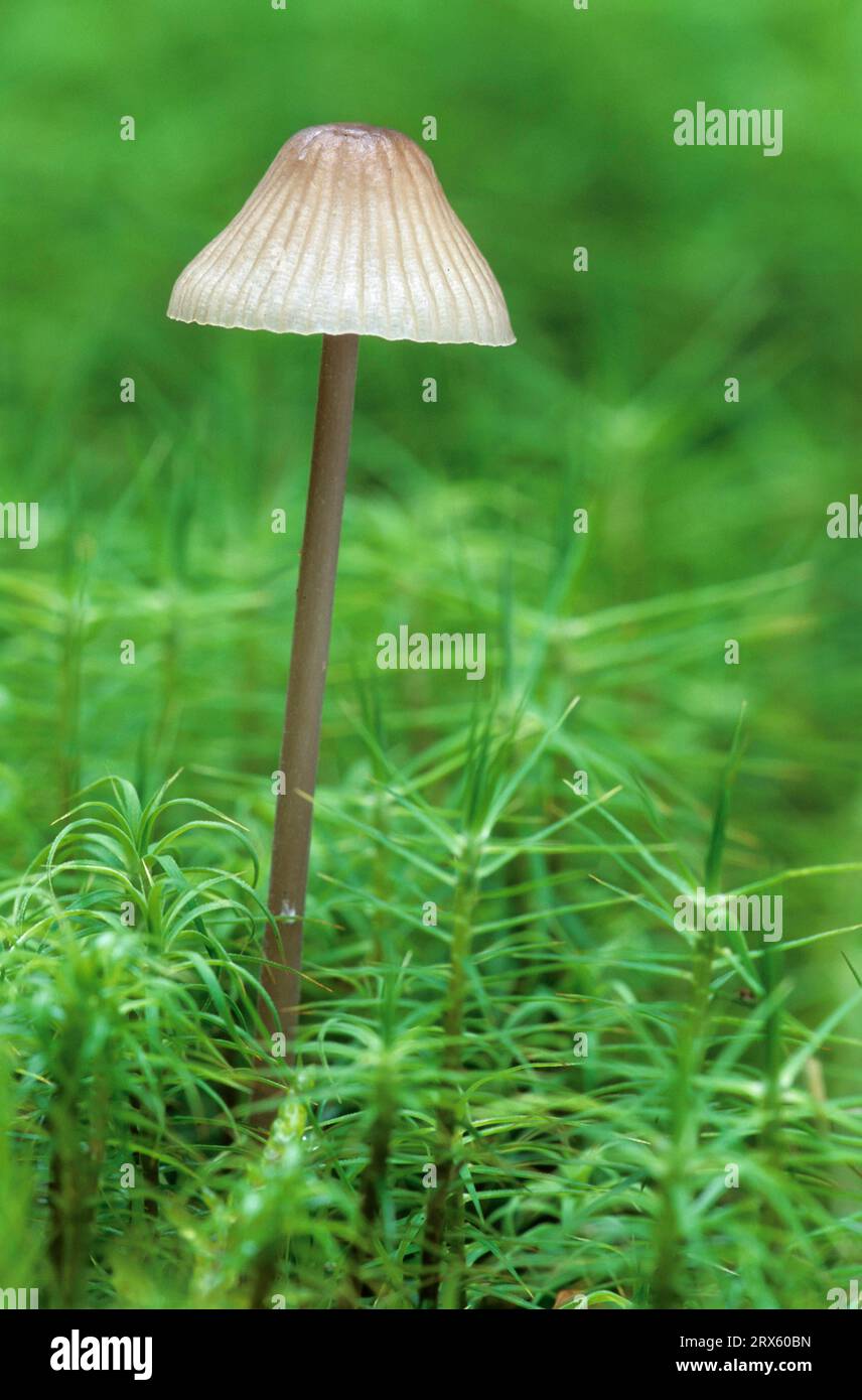 Milking bonnet (Mycena galopus) secretes milky whitely juice when ...