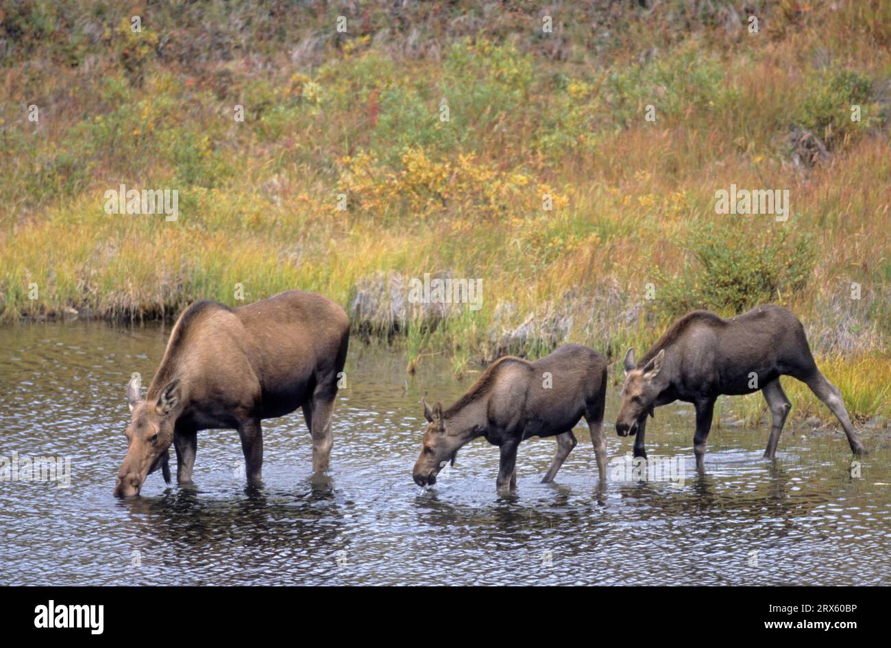 Cow elk and calves drinking water in a tundra lake (Alaska Moose), Cow ...