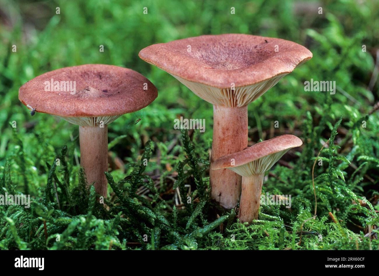 Red brown milkcap is considered inedible (Paprika mushroom), Rufous ...