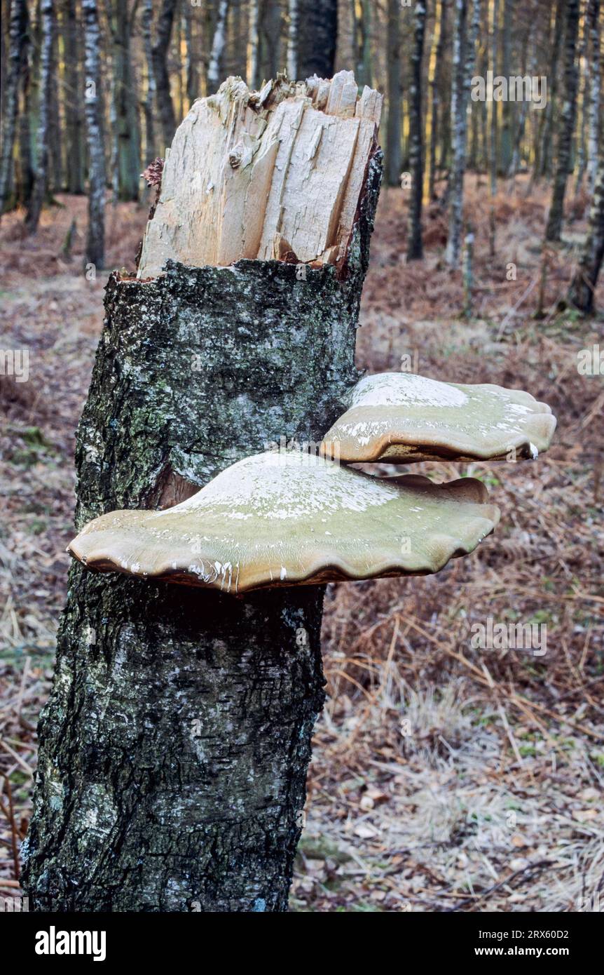 Birch polypore (Piptoporus betulinus) lives parasitically on birch ...